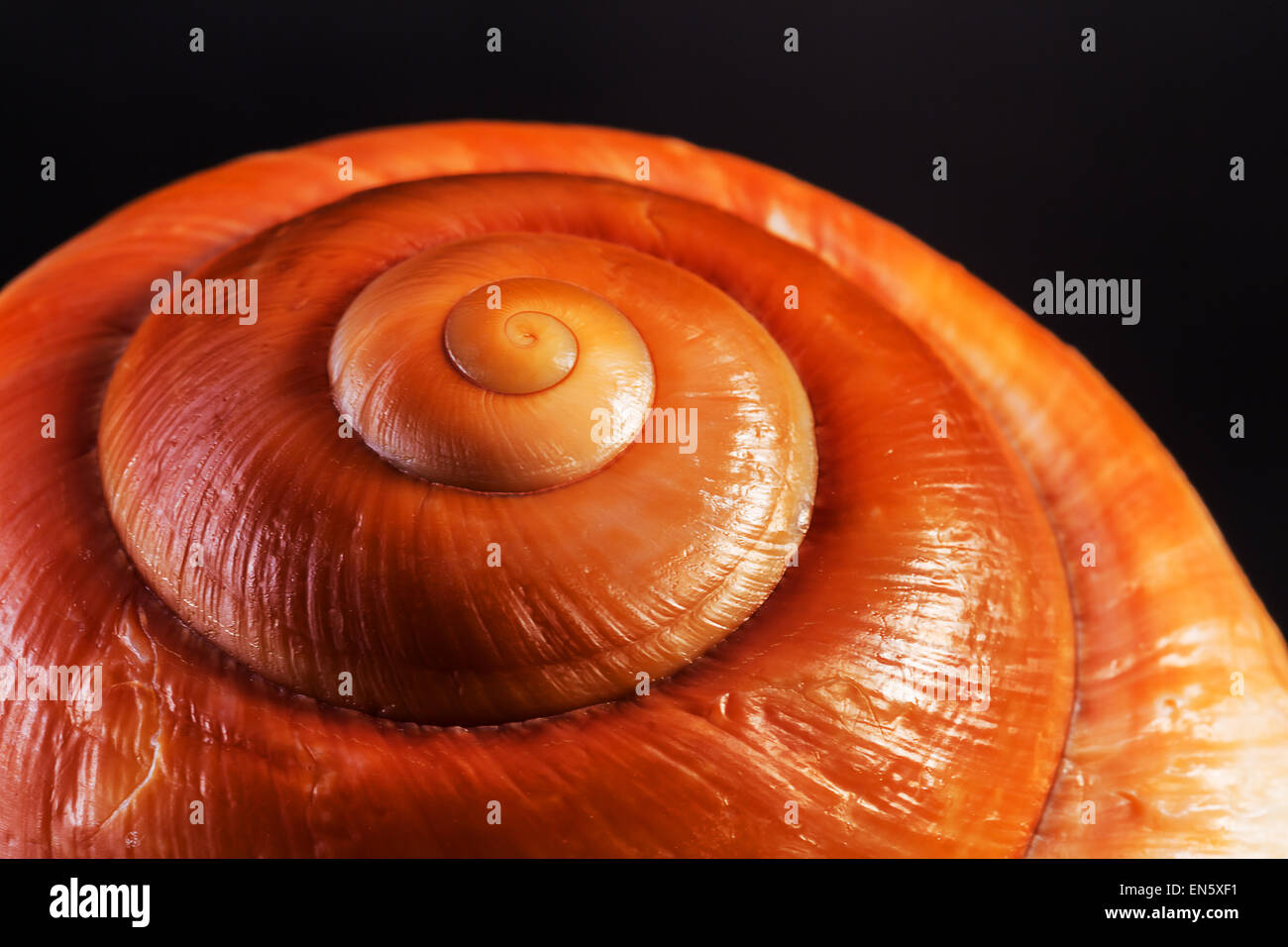 Sea spiral snail shell on black background Stock Photo - Alamy