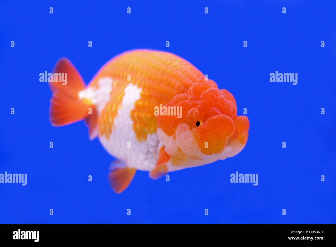 Beautiful ranchu lion head goldfish hi-res stock photography and images ...