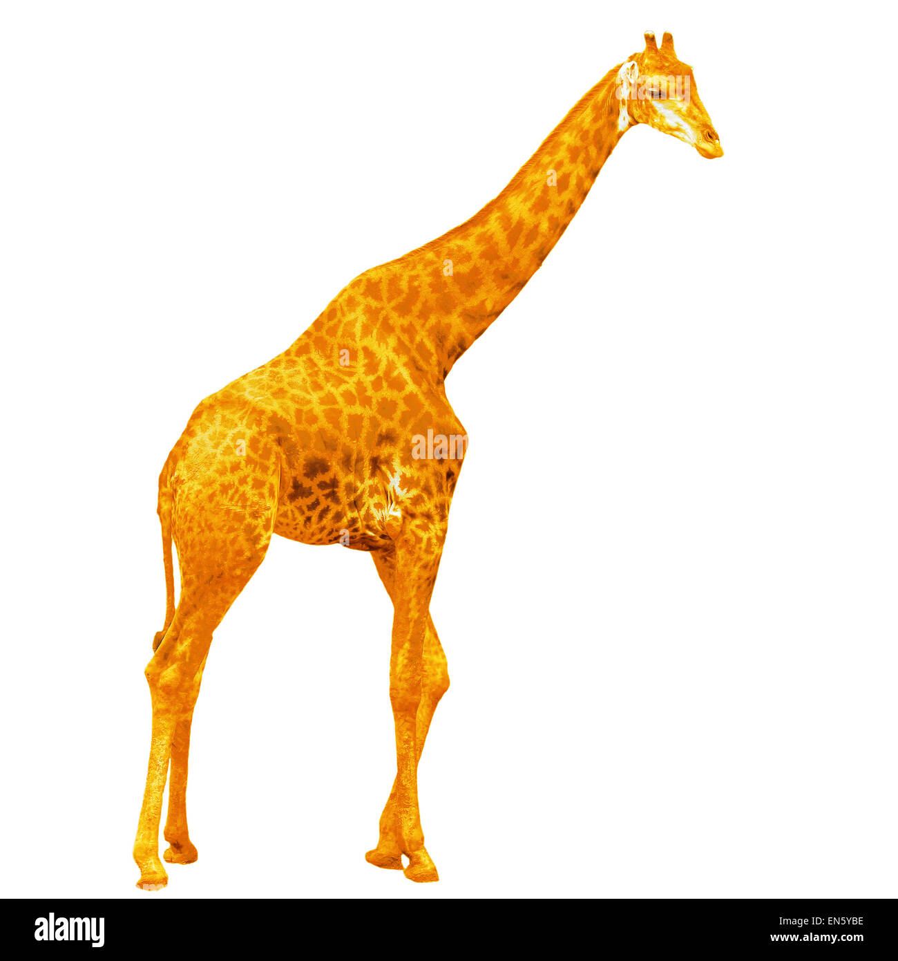 Rare white giraffe Cut Out Stock Images & Pictures - Alamy