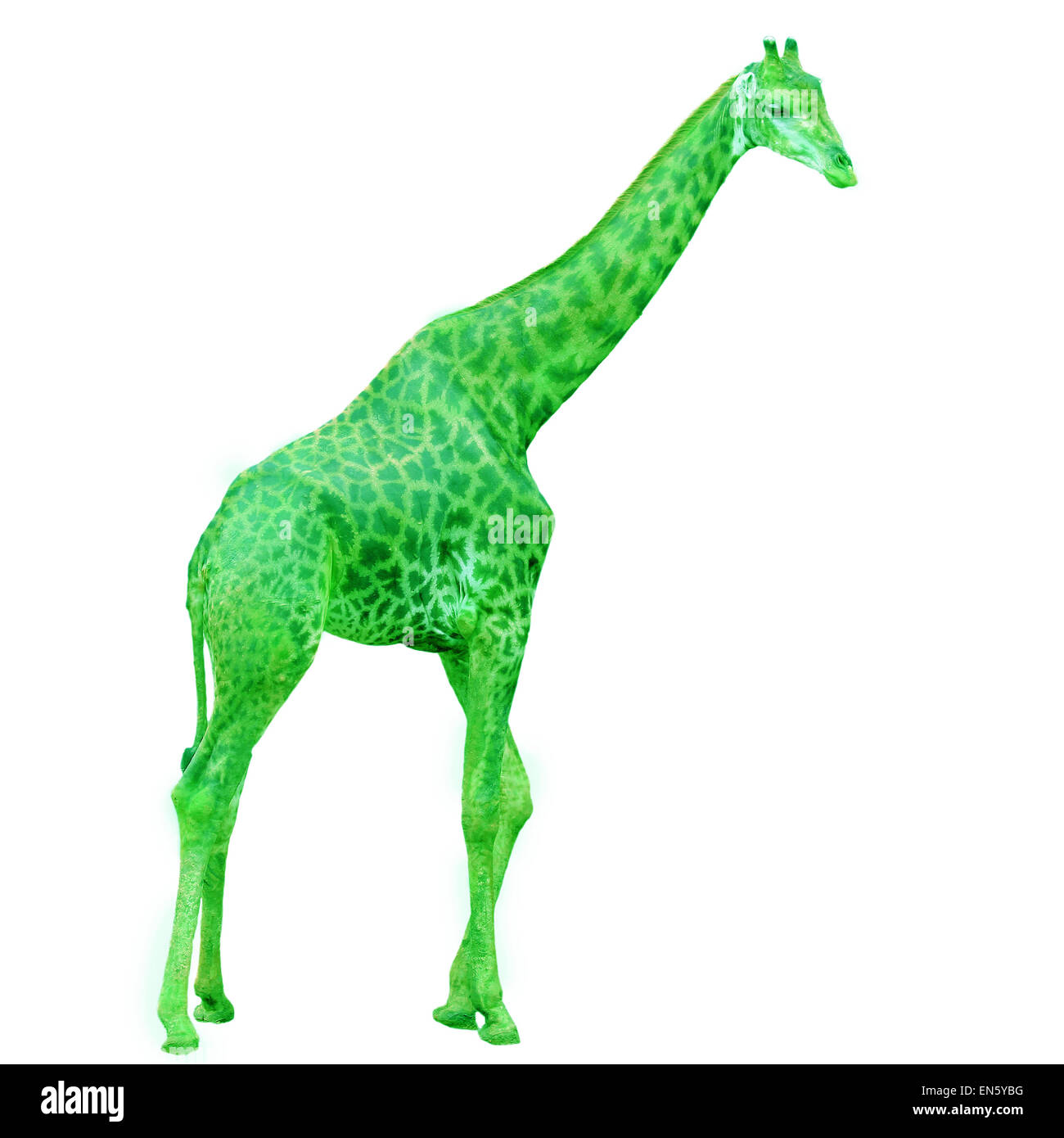 green giraffe isolated on white background Stock Photo - Alamy