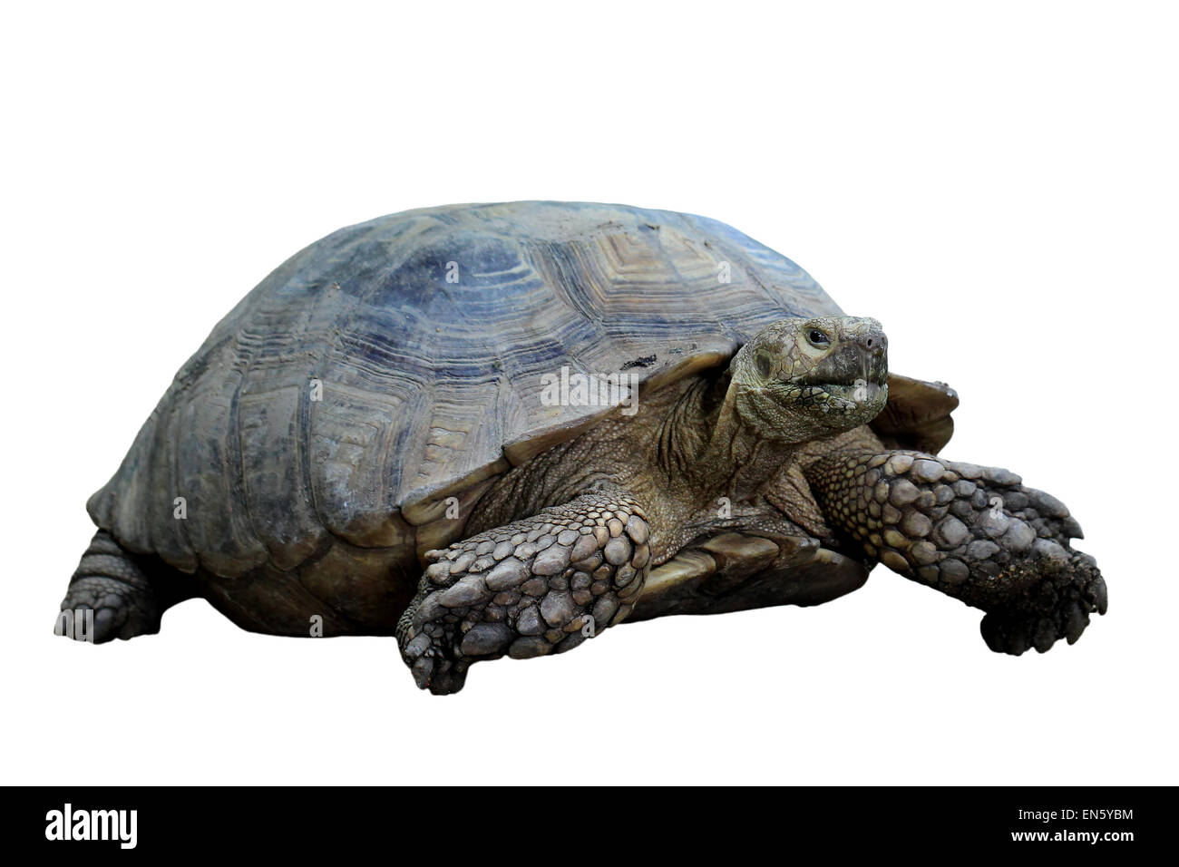 turtle isolated on white background Stock Photo - Alamy