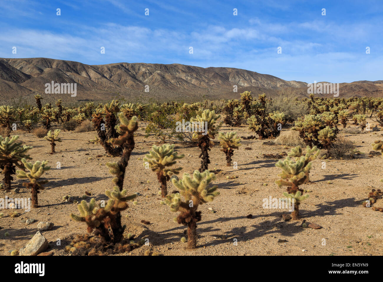 A photograph of some Cholla Cacti in Cholla Cactus Garden in Joshua ...