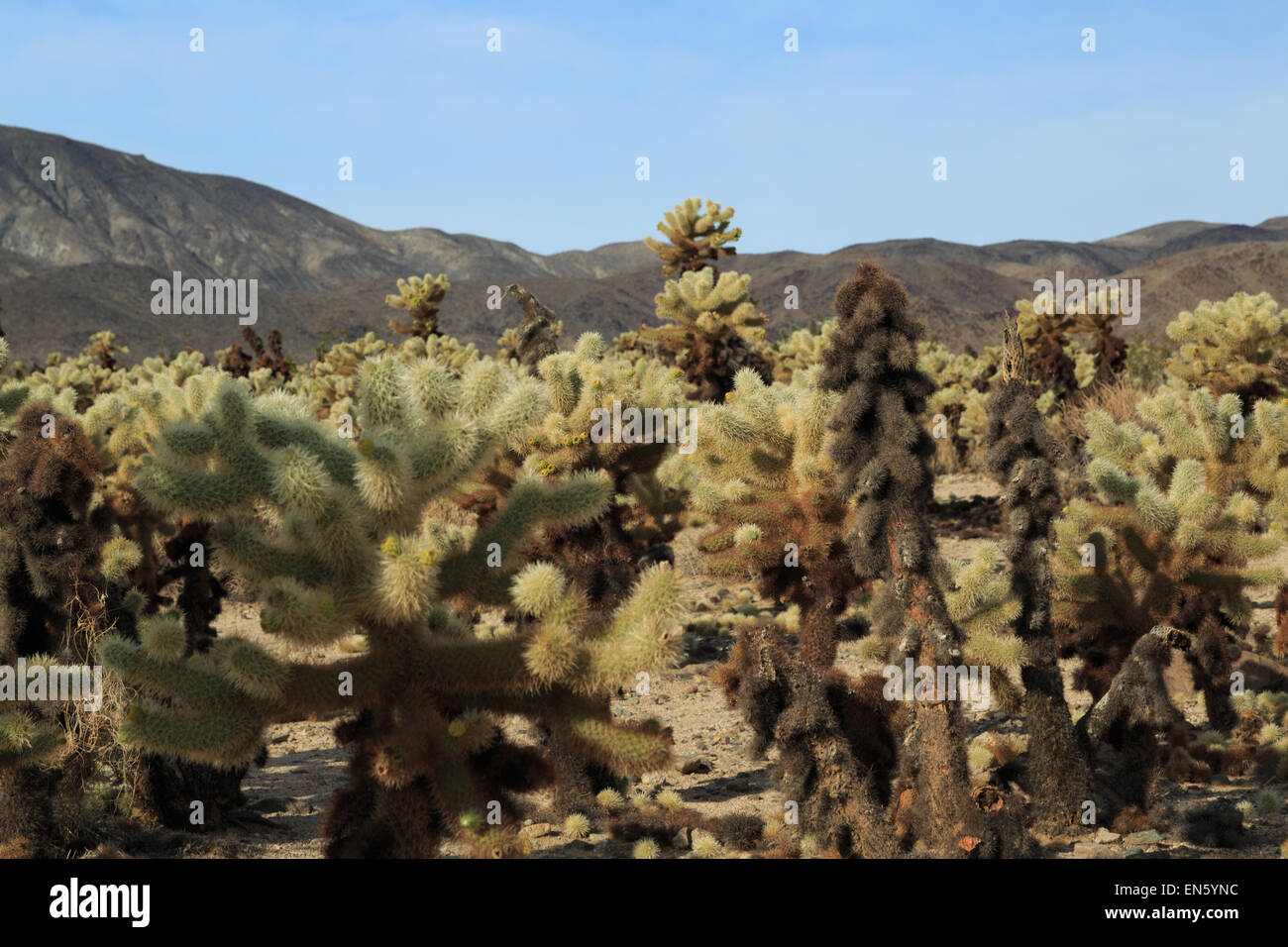 A photograph of some Cholla Cacti in Cholla Cactus Garden in Joshua ...