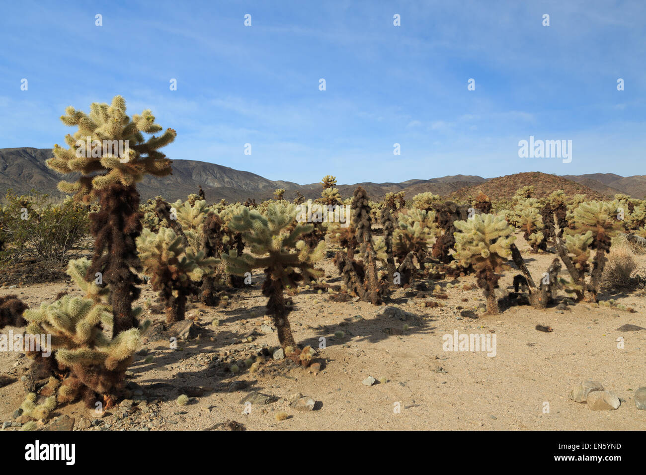 A photograph of some Cholla Cacti in Cholla Cactus Garden in Joshua ...