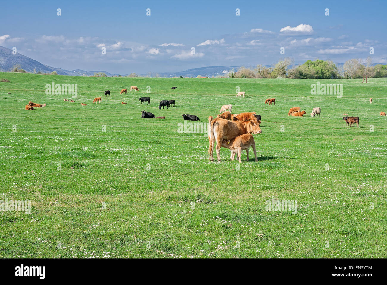 Pasture cows in a prairie hi-res stock photography and images - Alamy