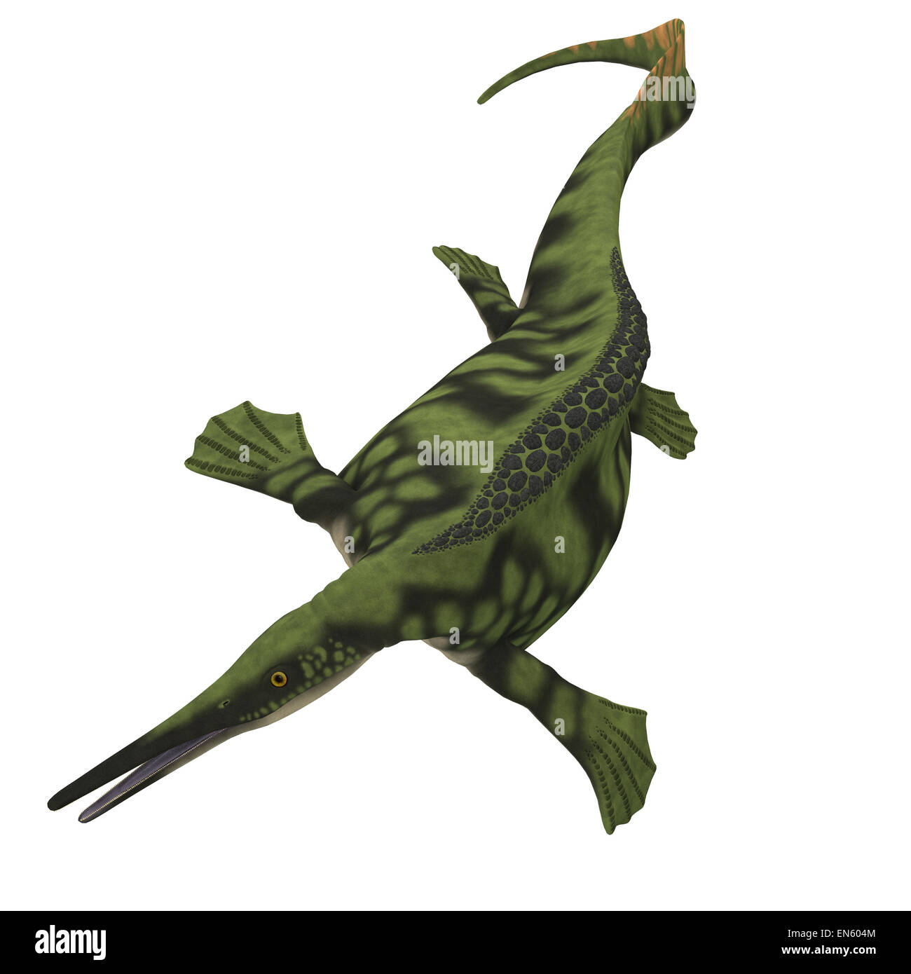 Marine ichthyosaur hi-res stock photography and images - Alamy