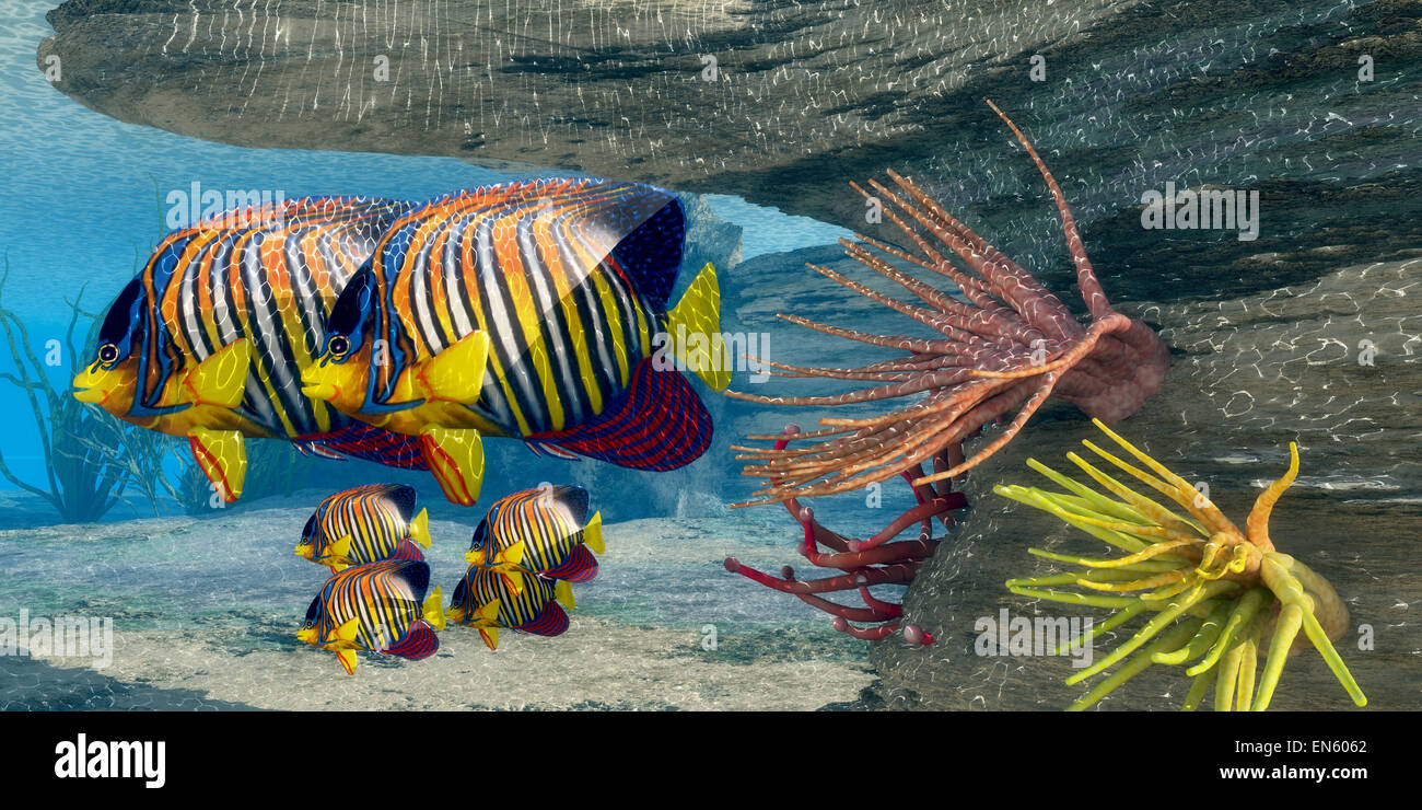 Angelfish baby hi-res stock photography and images - Alamy