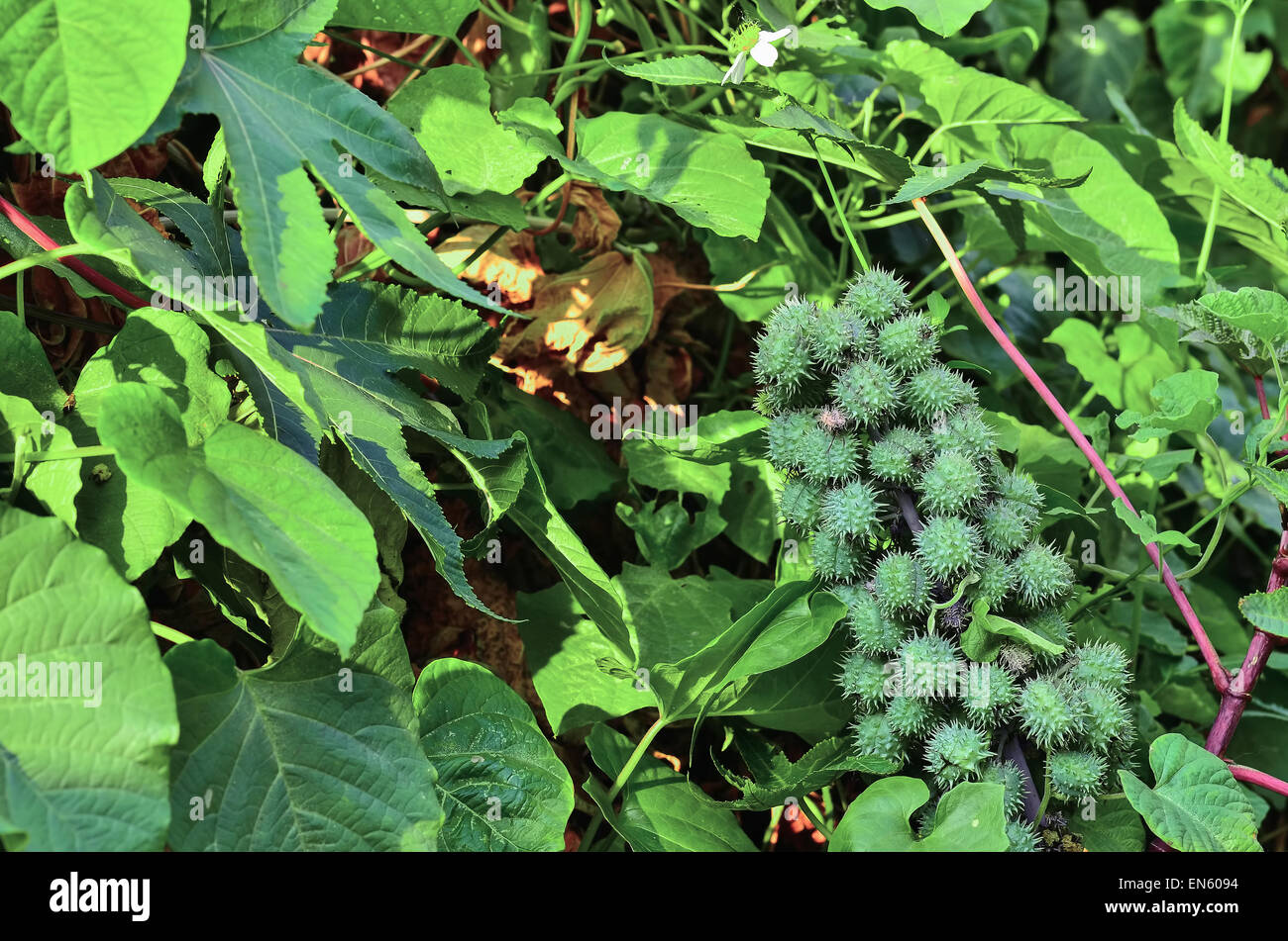 Castor oil plant Stock Photo - Alamy