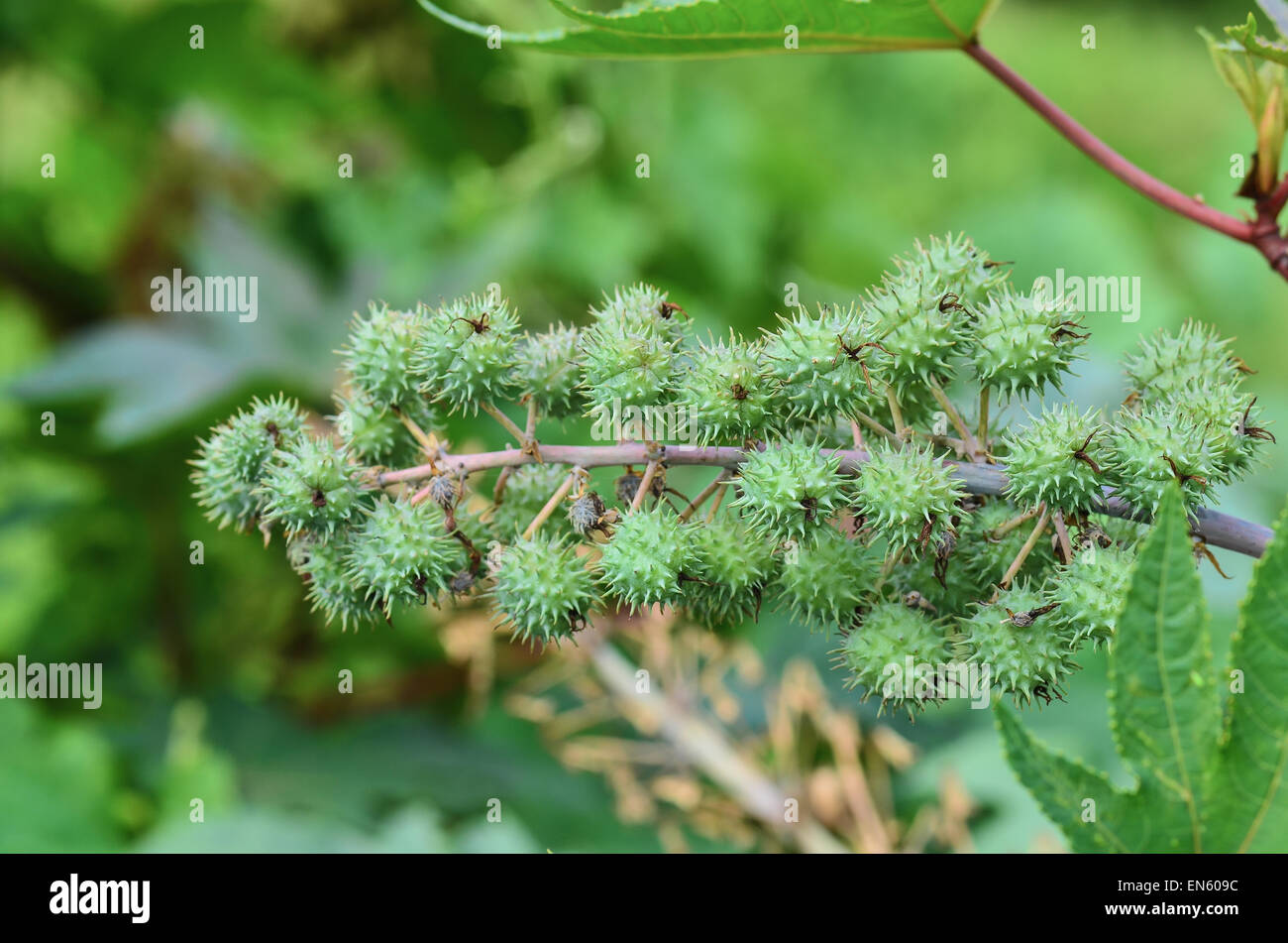 Castor oil farm hi-res stock photography and images - Alamy