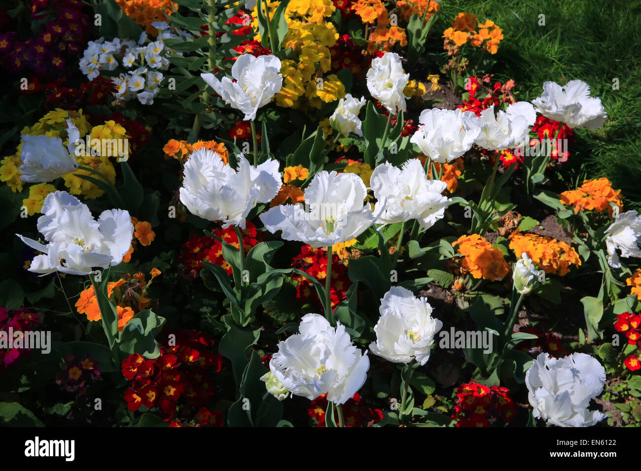 White tulips in the park. Spring landscape Stock Photo - Alamy