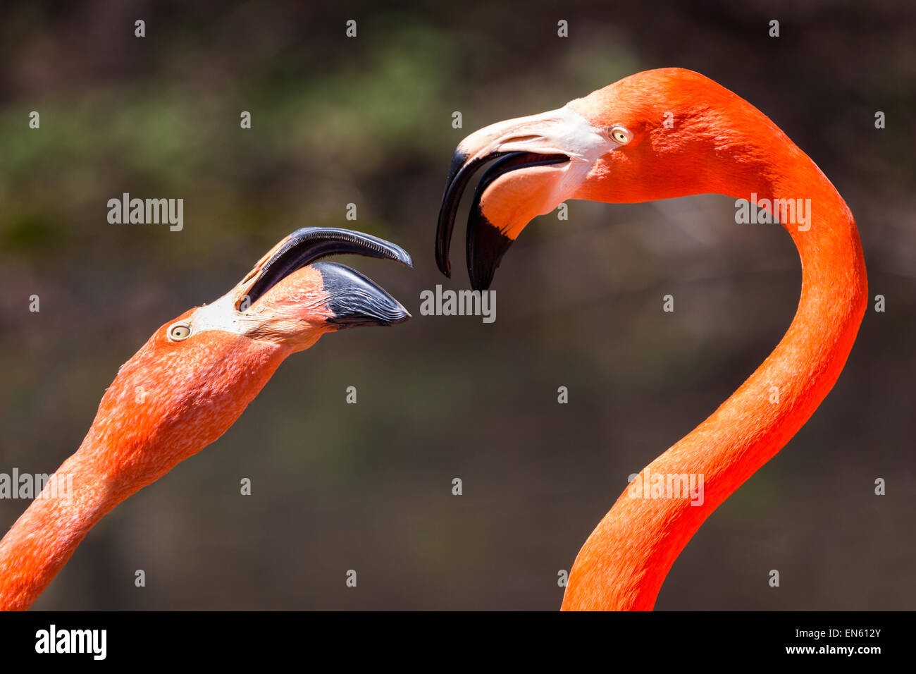 Couple fauna hi-res stock photography and images - Alamy