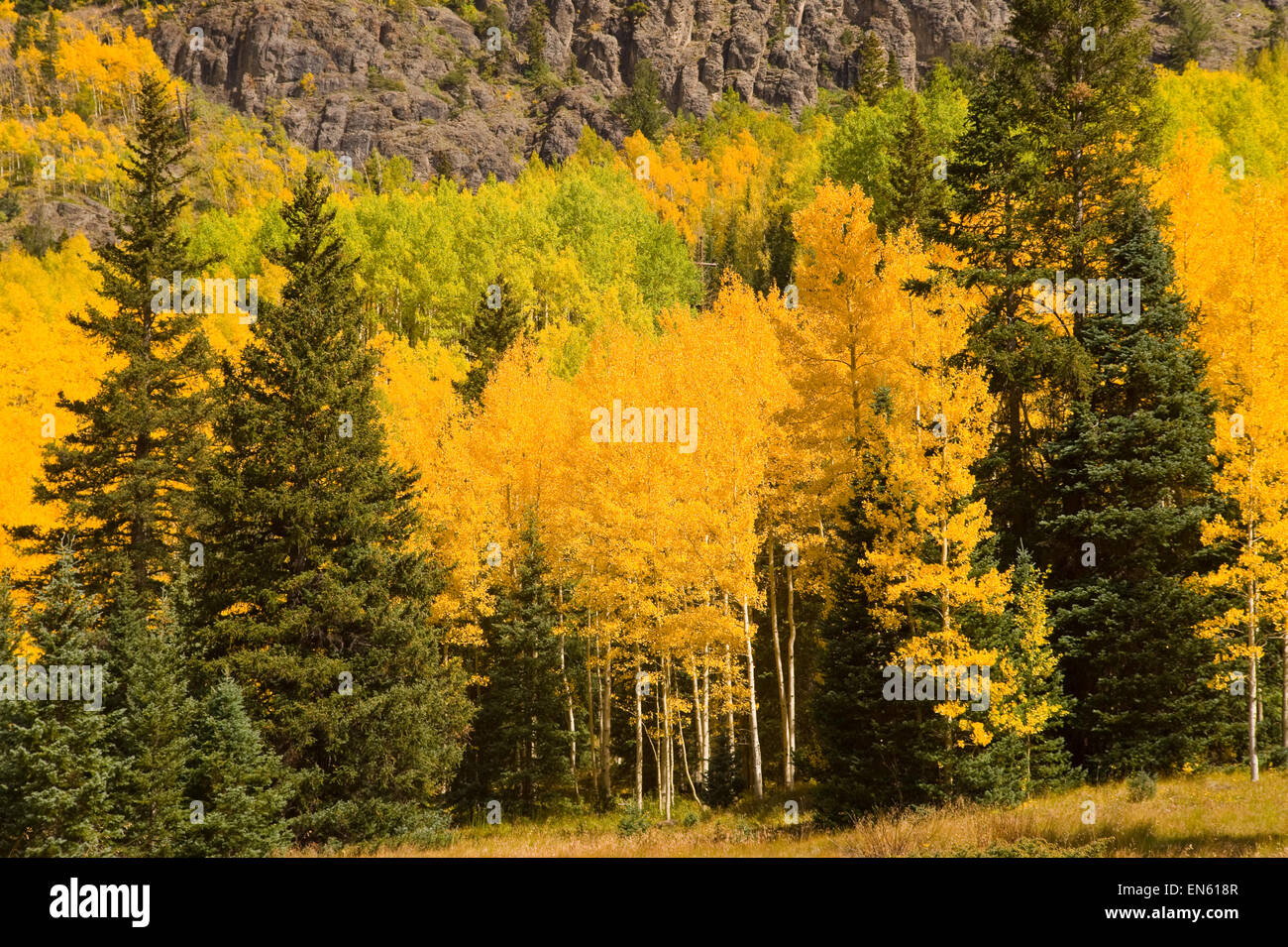 Fall aspen in various color stages against a rock backdrop Stock Photo ...