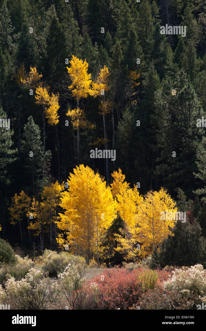 Fall color in a conifer forest Stock Photo - Alamy