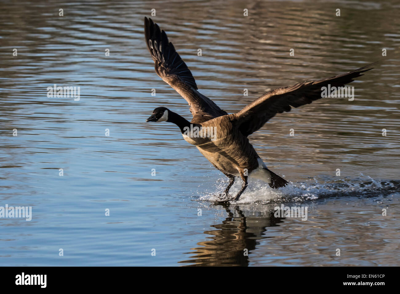 A Canada Goose (Branta Canadensis) landing on the water Stock Photo - Alamy