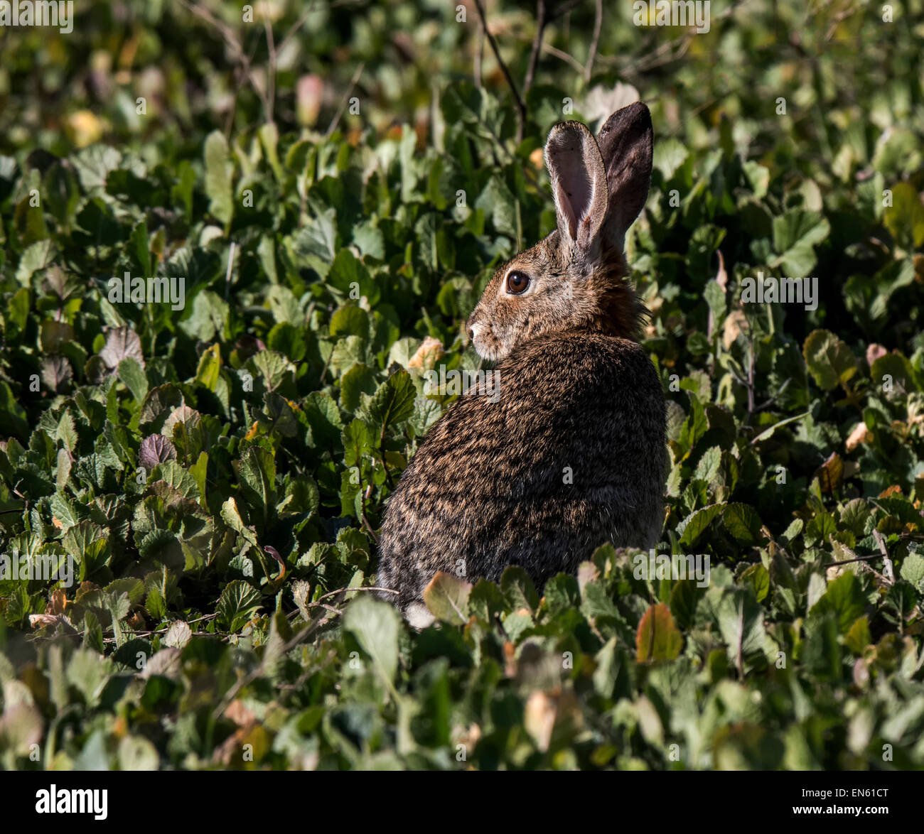 Rabbit hiding in the green weeds Stock Photo - Alamy
