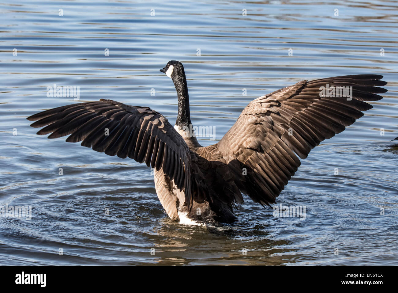 A Canada Goose (Branta Canadensis) flapping its wings Stock Photo - Alamy