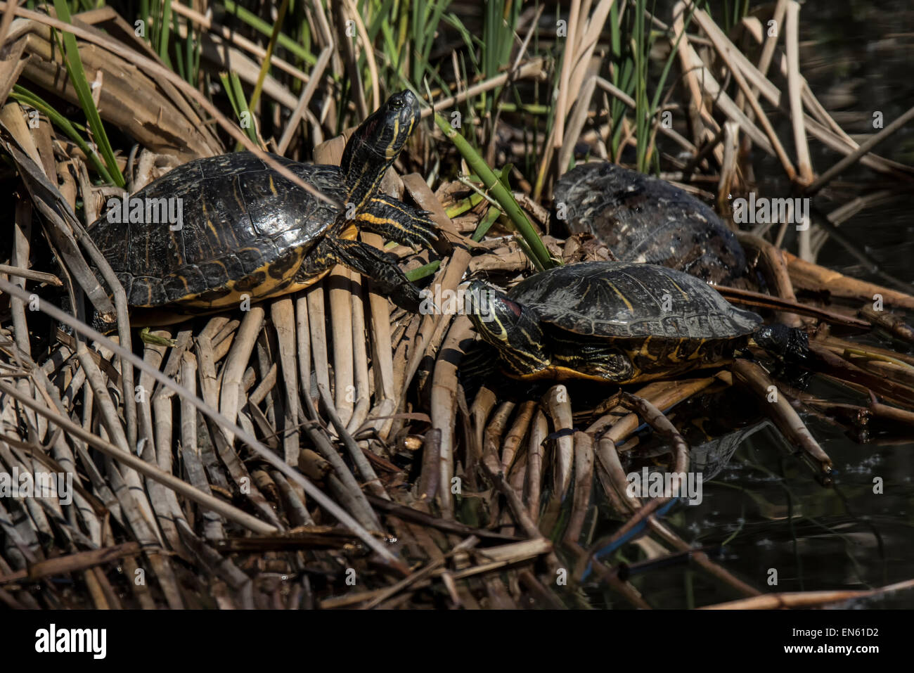 Red-eared slider turtles (Trachemys scripta elegans) basking in the sun ...
