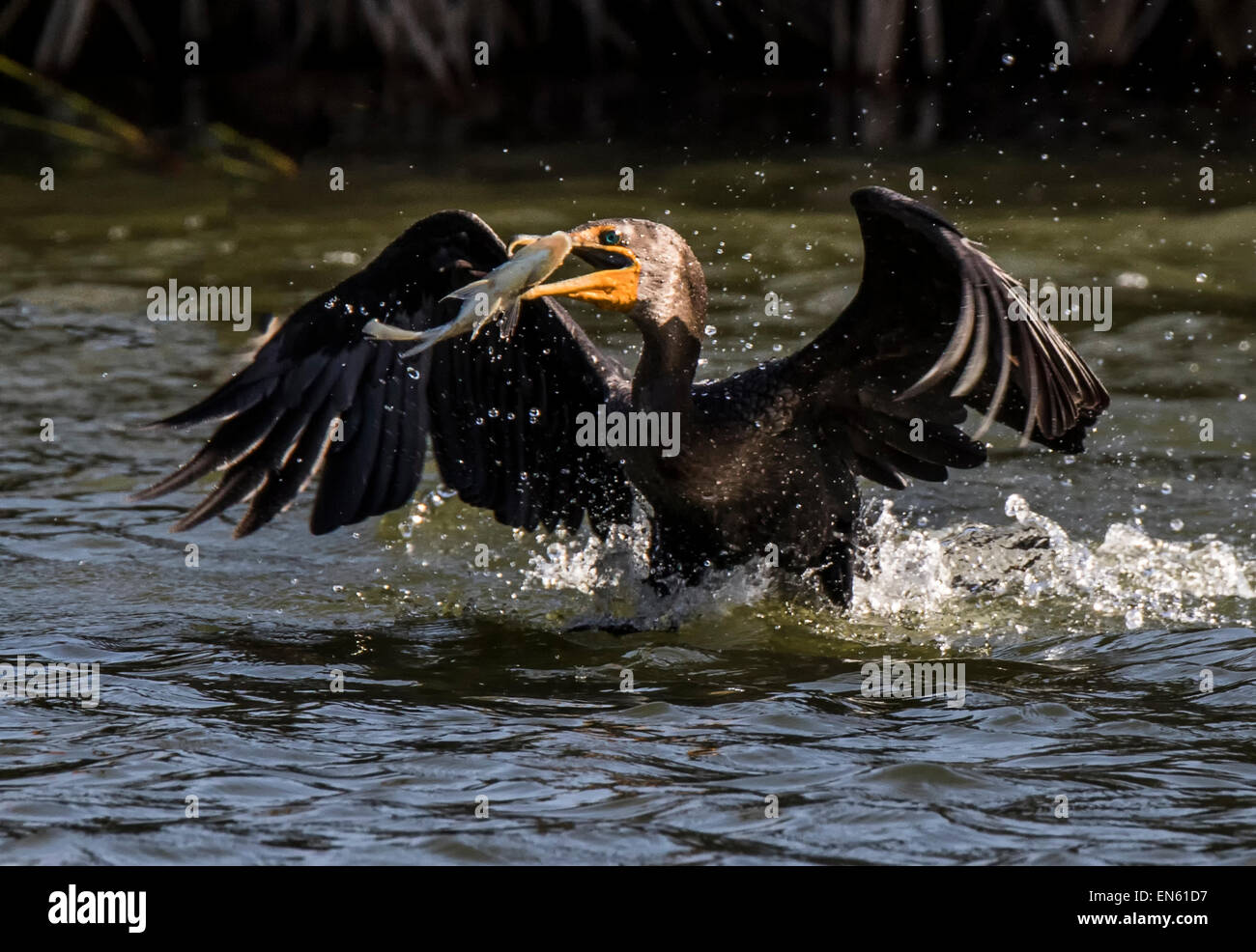 Cormorant catch fish hi-res stock photography and images - Alamy