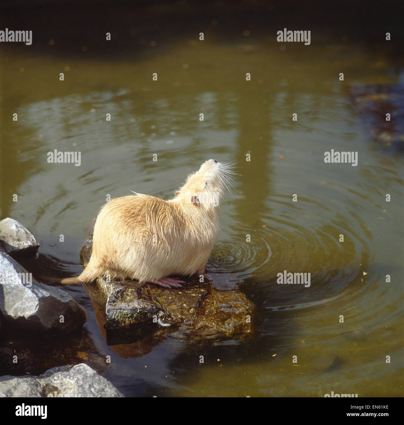 Biber auf Stein im Wasser Stock Photo - Alamy