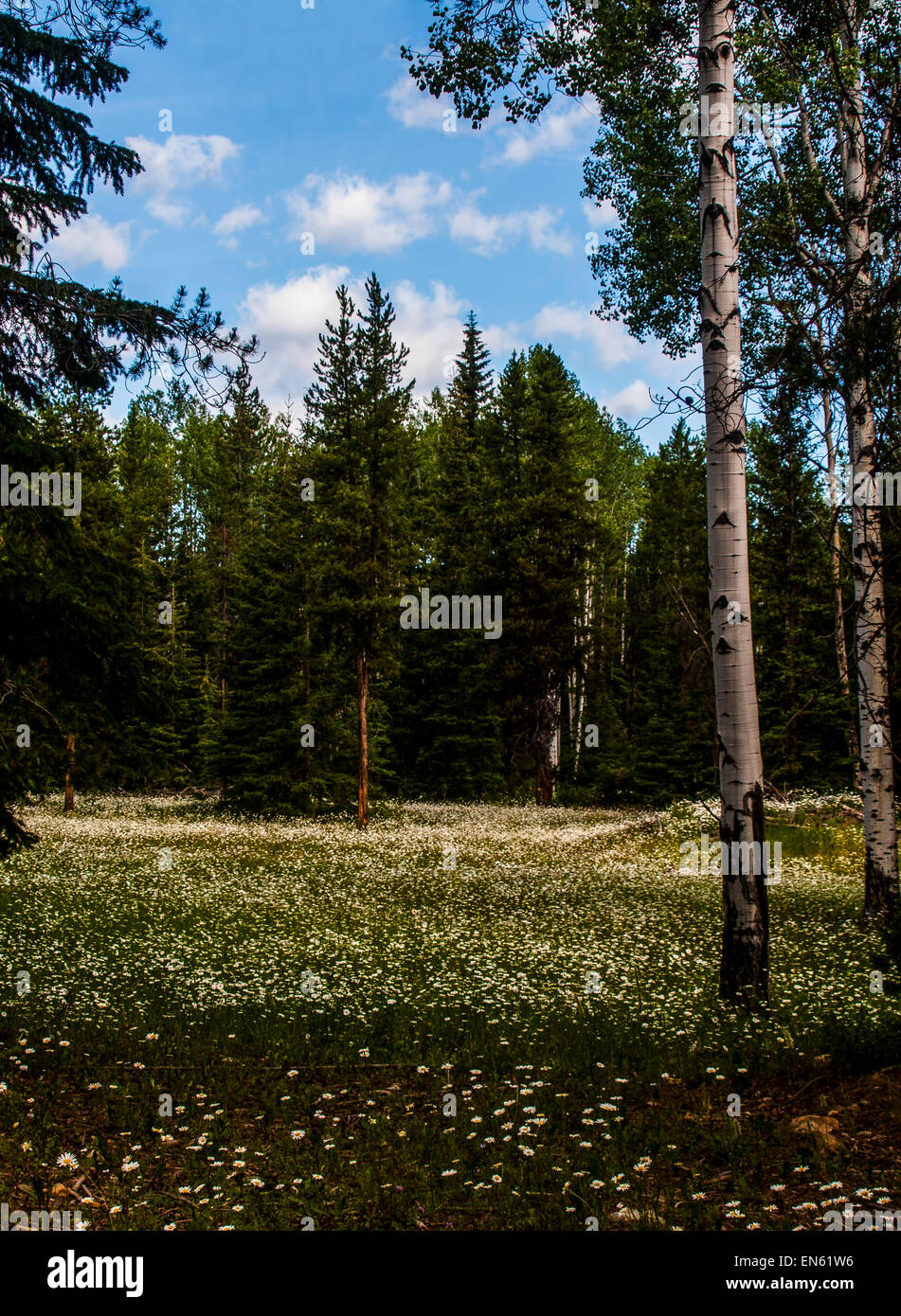 British meadow flowers hi-res stock photography and images - Alamy