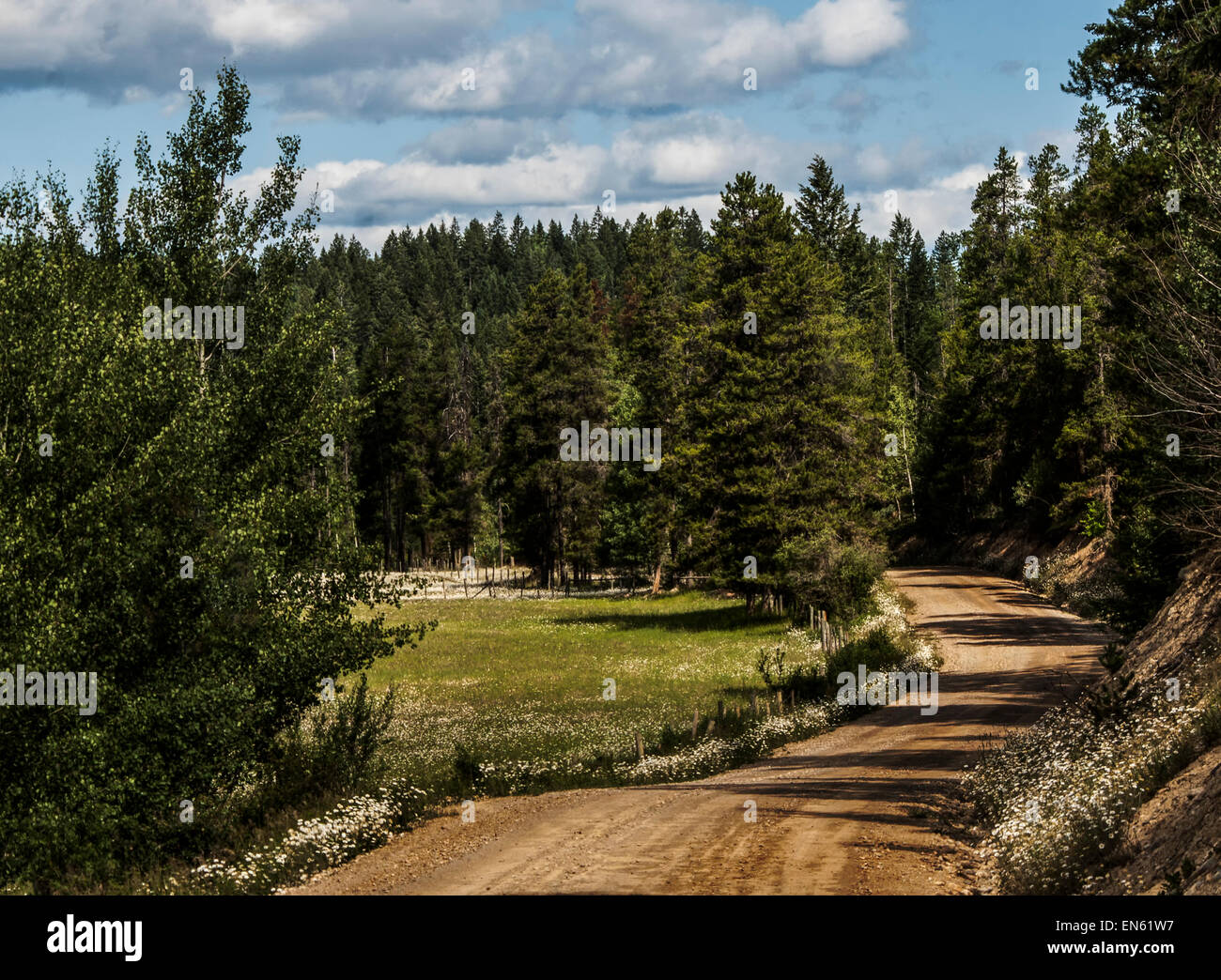 Isolated forest location hi-res stock photography and images - Alamy