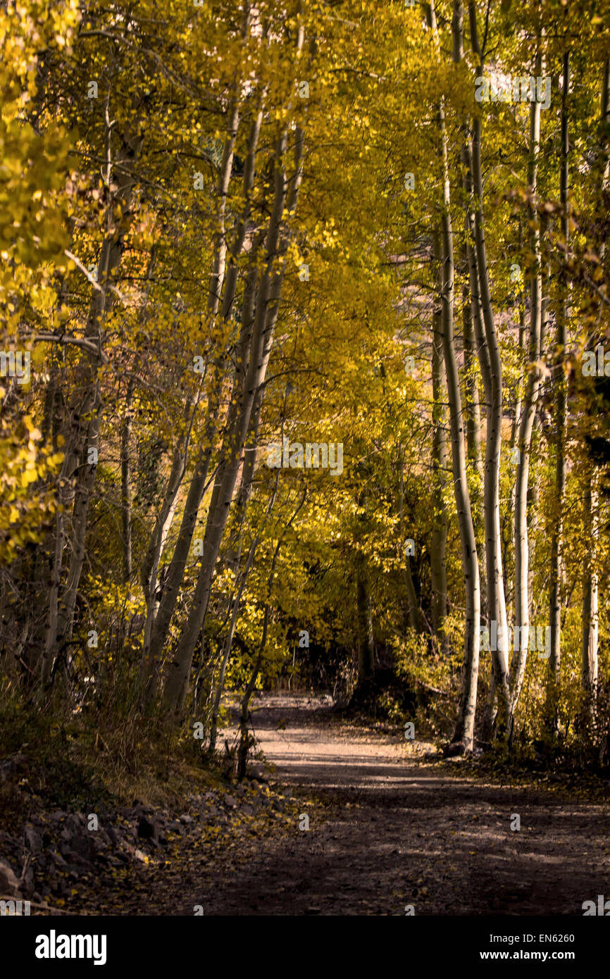 aspen trees in the Eastern Sierra Nevada Mountains Stock Photo - Alamy