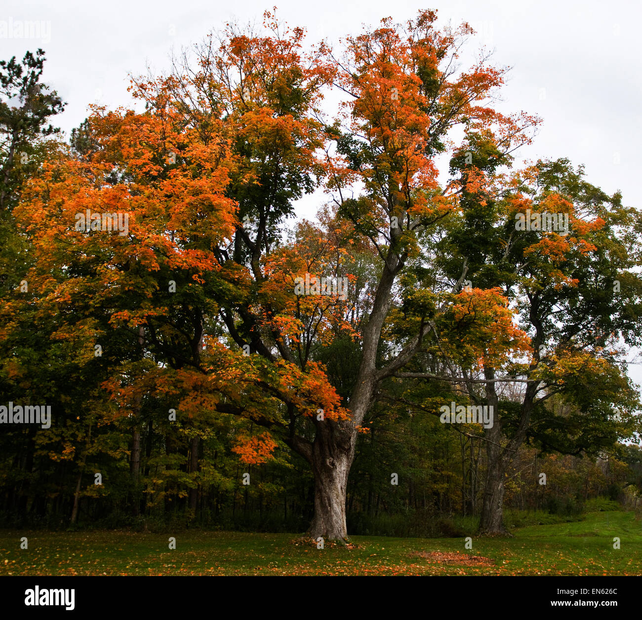 Tree in fall colors Stock Photo - Alamy