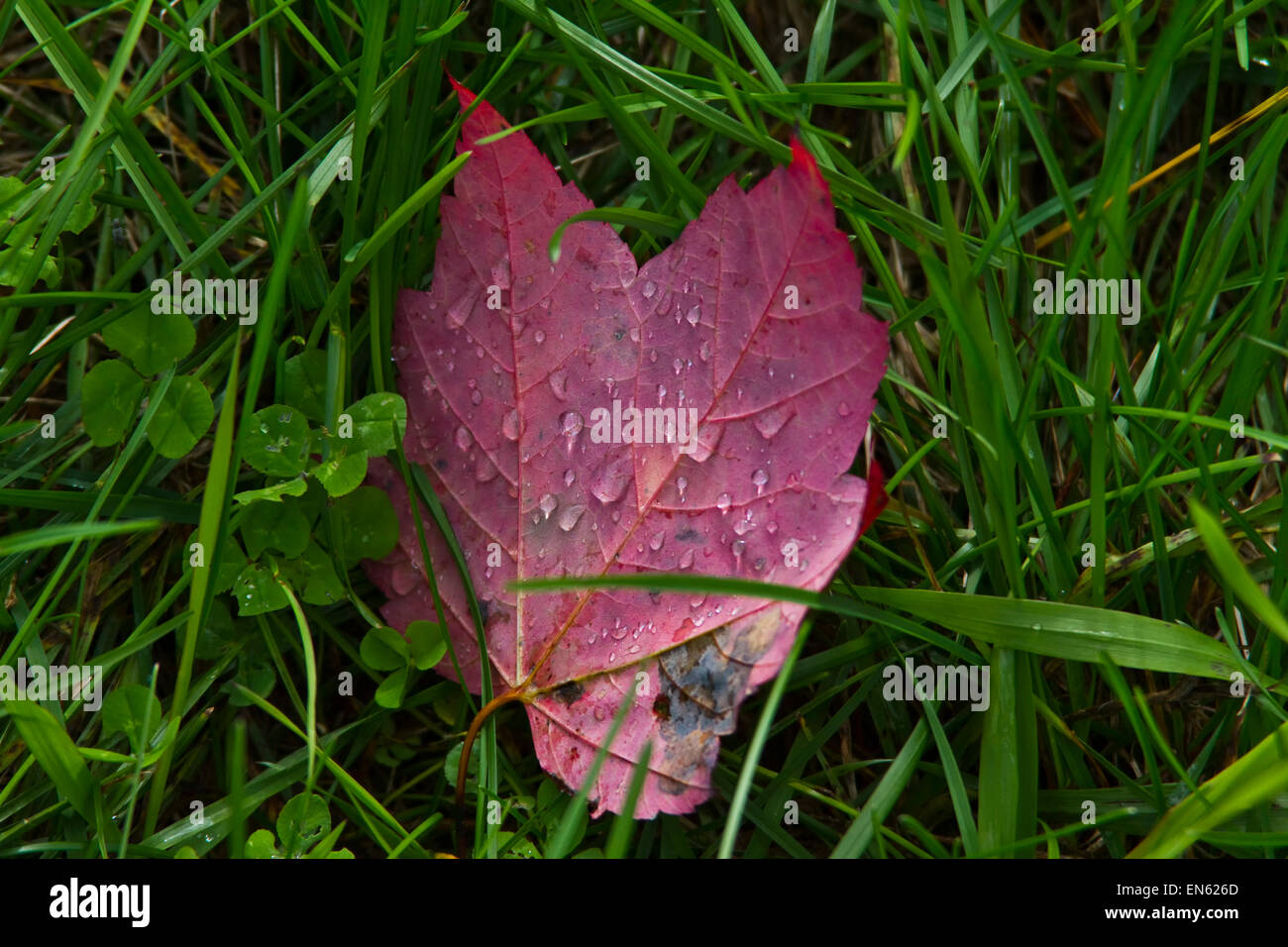 Single colored leaf in the grass Stock Photo - Alamy