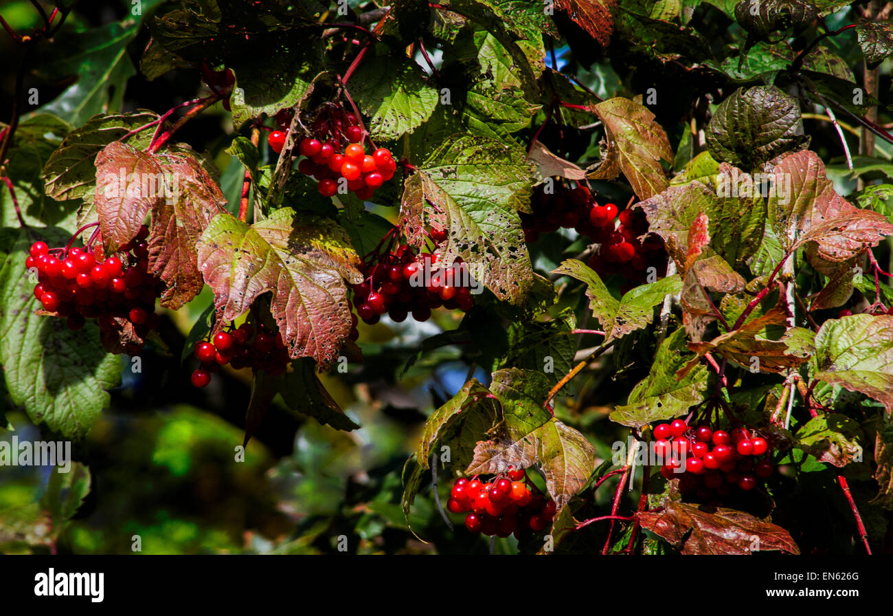 Branch berries leaves simple hi-res stock photography and images - Alamy