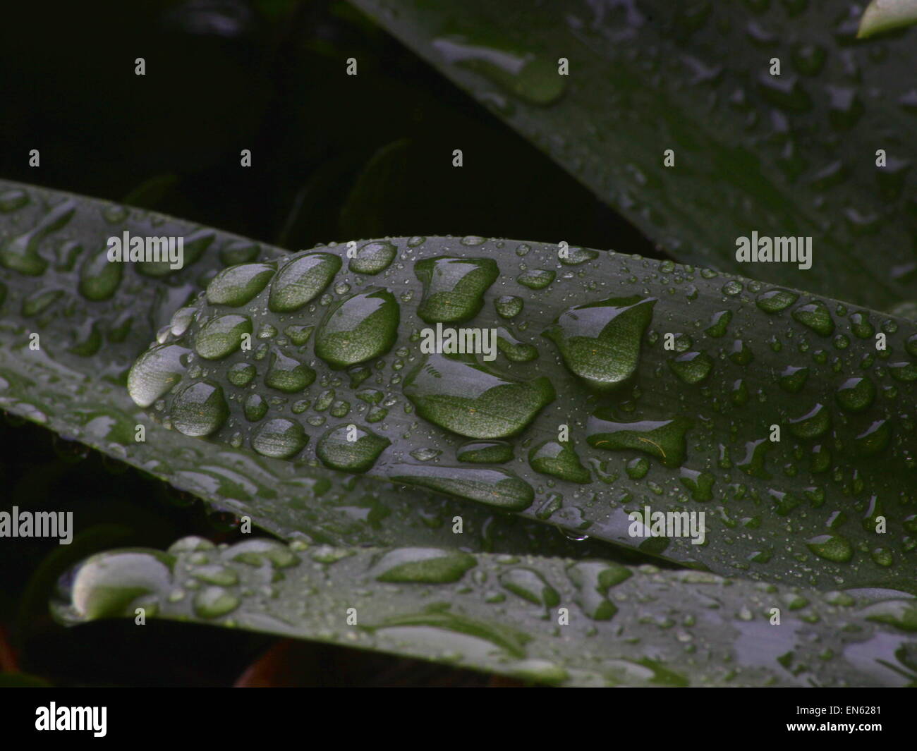 Water droplets from early morning rain caught on large green leaves ...
