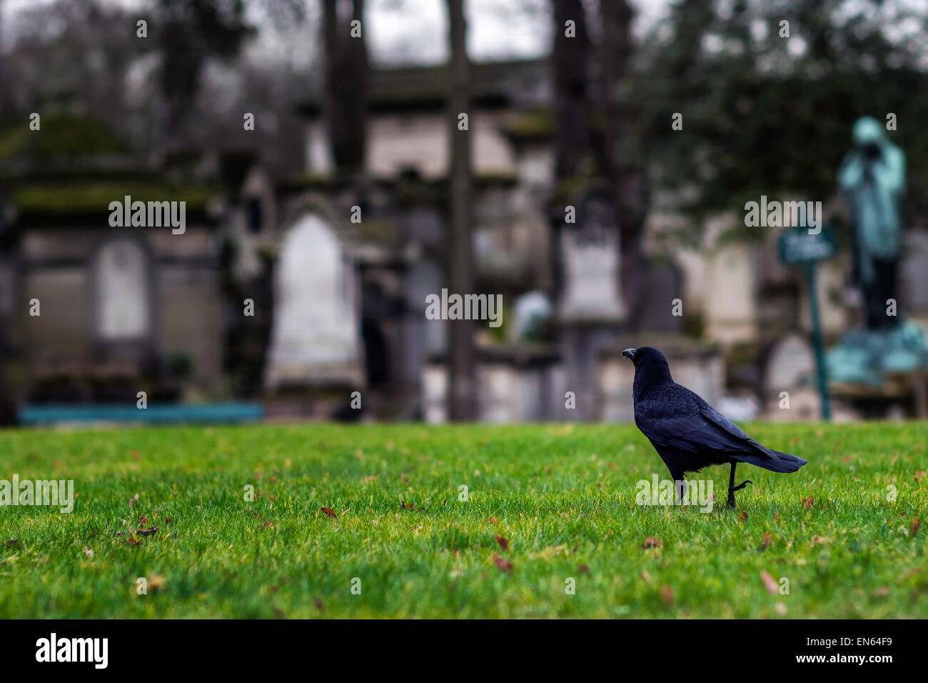Crow cemetery hi-res stock photography and images - Alamy