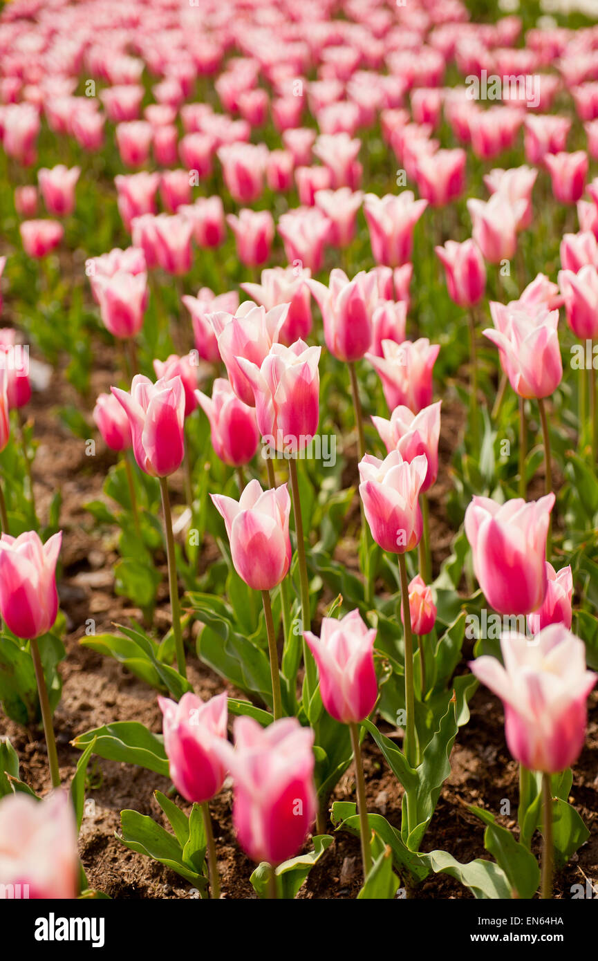 colorful tulips flowers field in springtime with low sun Stock Photo ...