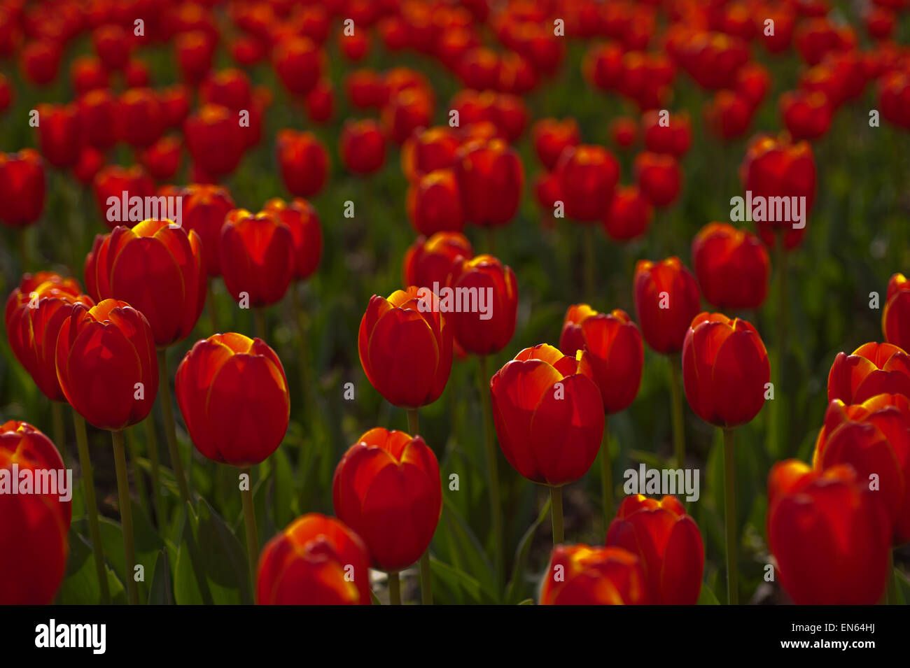 colorful tulips flowers field in springtime with low sun Stock Photo ...