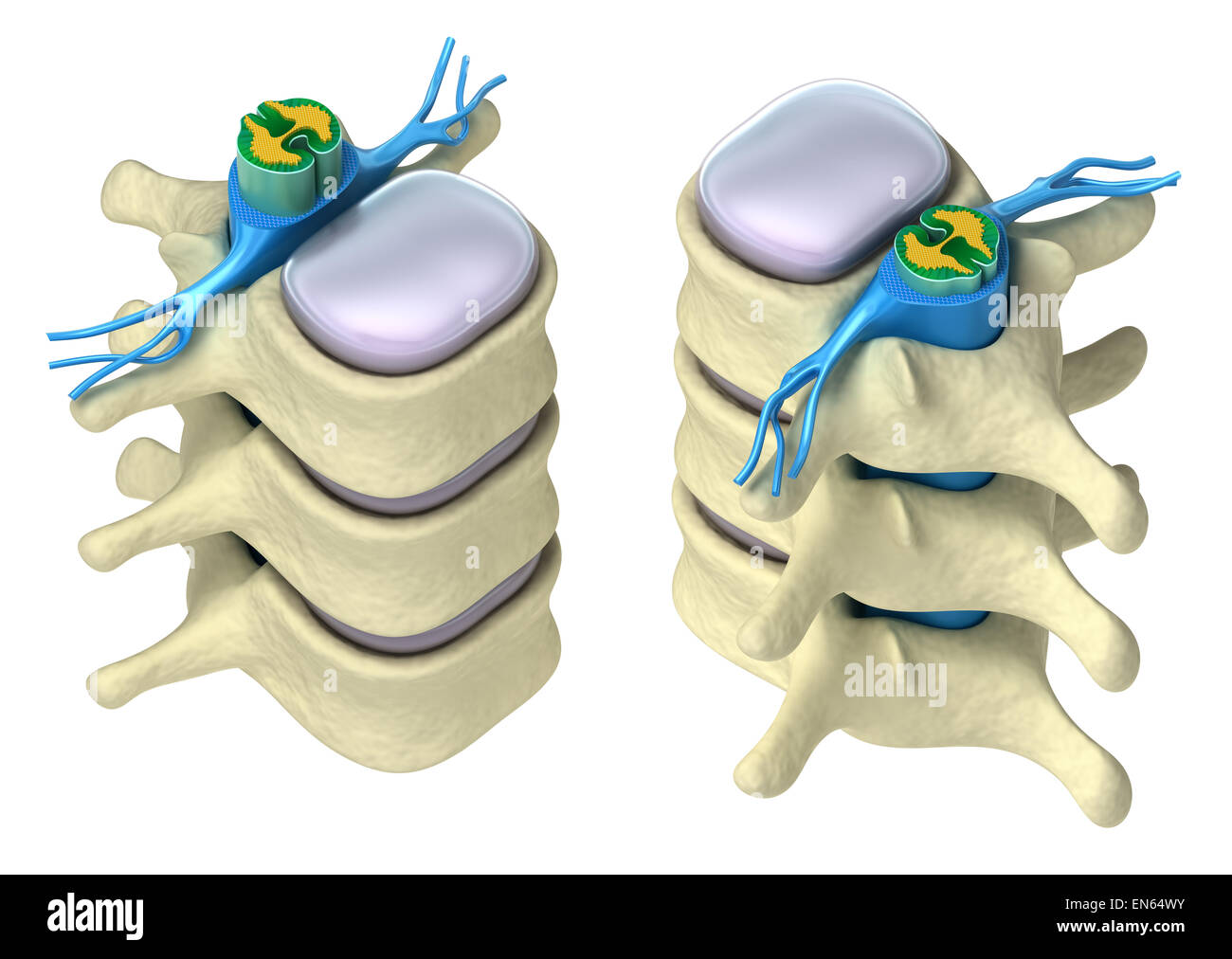 Human spine in details: Vertebra, bone marrow, disc and nerves ...