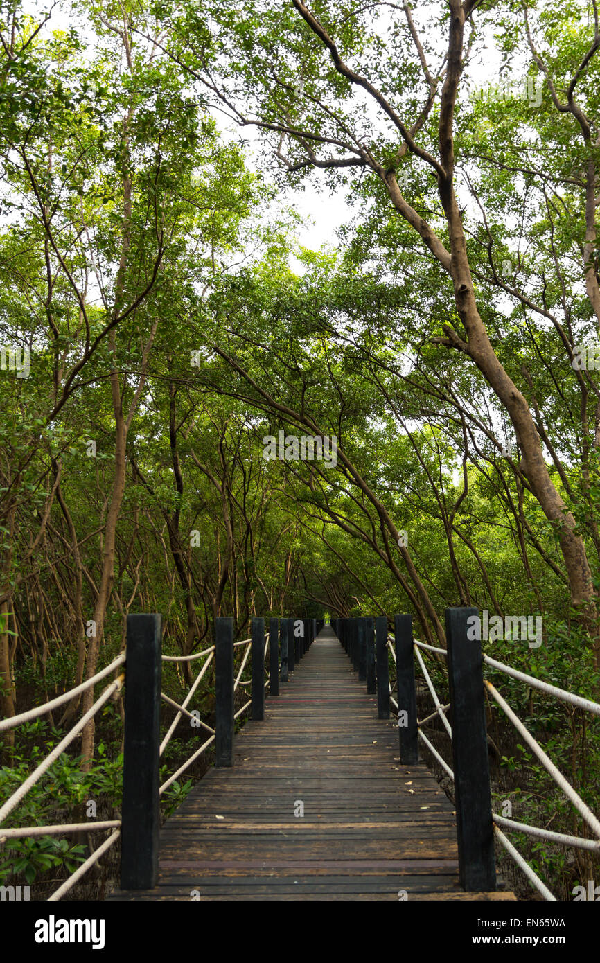 Wood Walkway at mangrove forest Stock Photo - Alamy