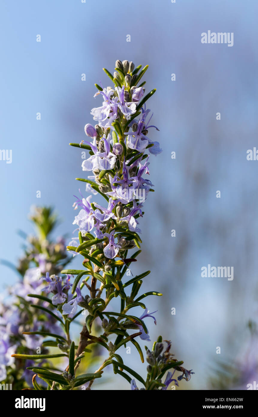 Rosemary flower hi-res stock photography and images - Alamy