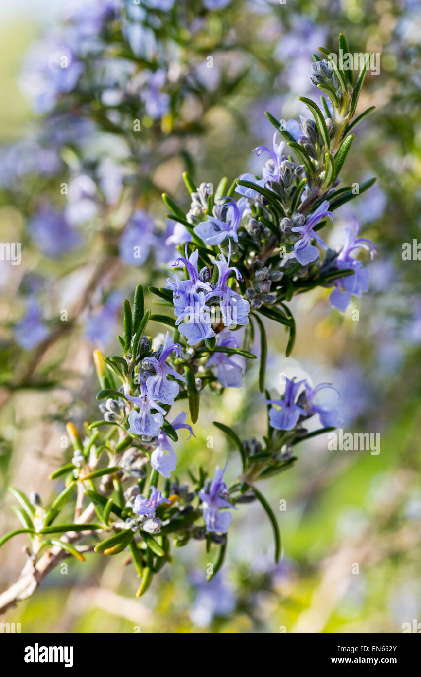 Rosemary flower hi-res stock photography and images - Alamy