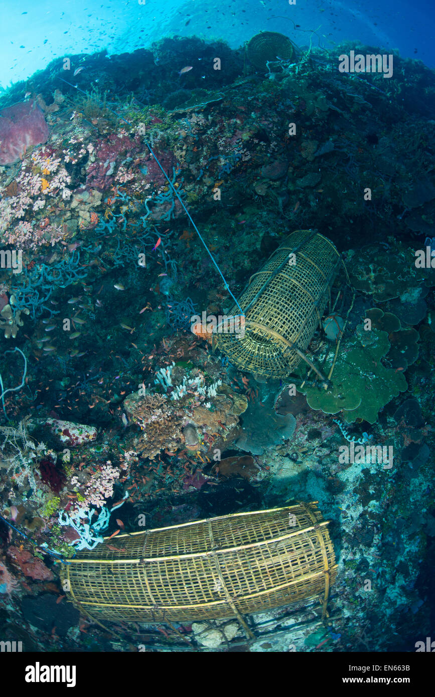 Traditional bamboo traps from Alor carefully lowered on the reef by ...