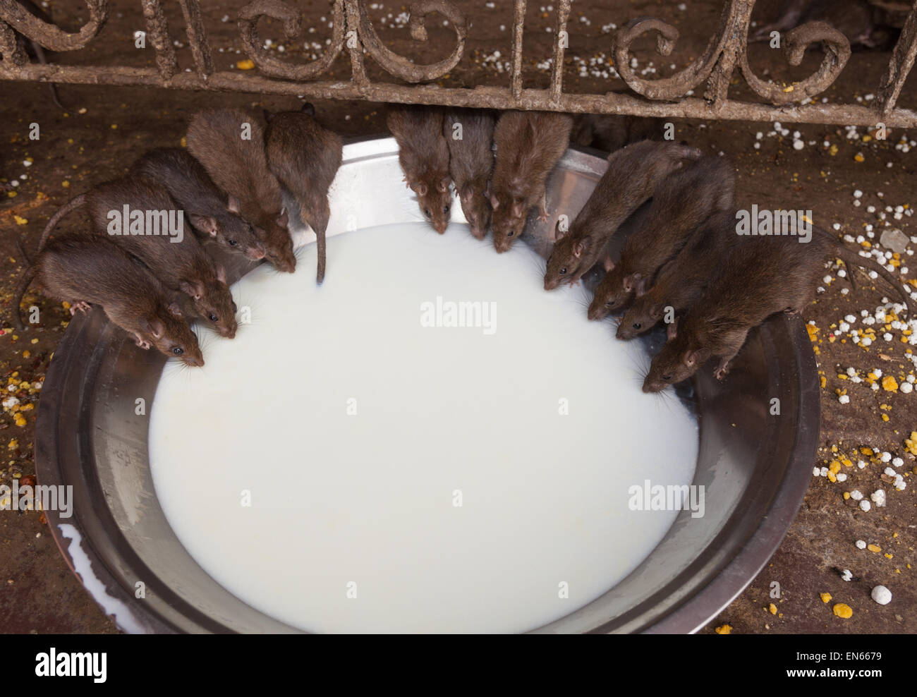 rat temple, Karni mata temple, Deshnoke, India Stock Photo - Alamy