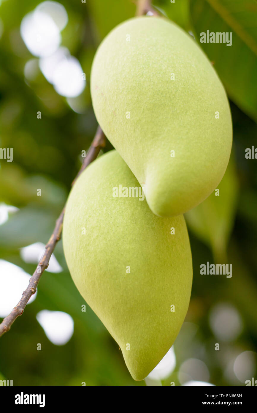 Twin mango hi-res stock photography and images - Alamy