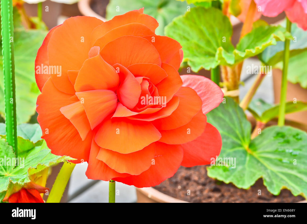 Begonia leaf details hi-res stock photography and images - Alamy