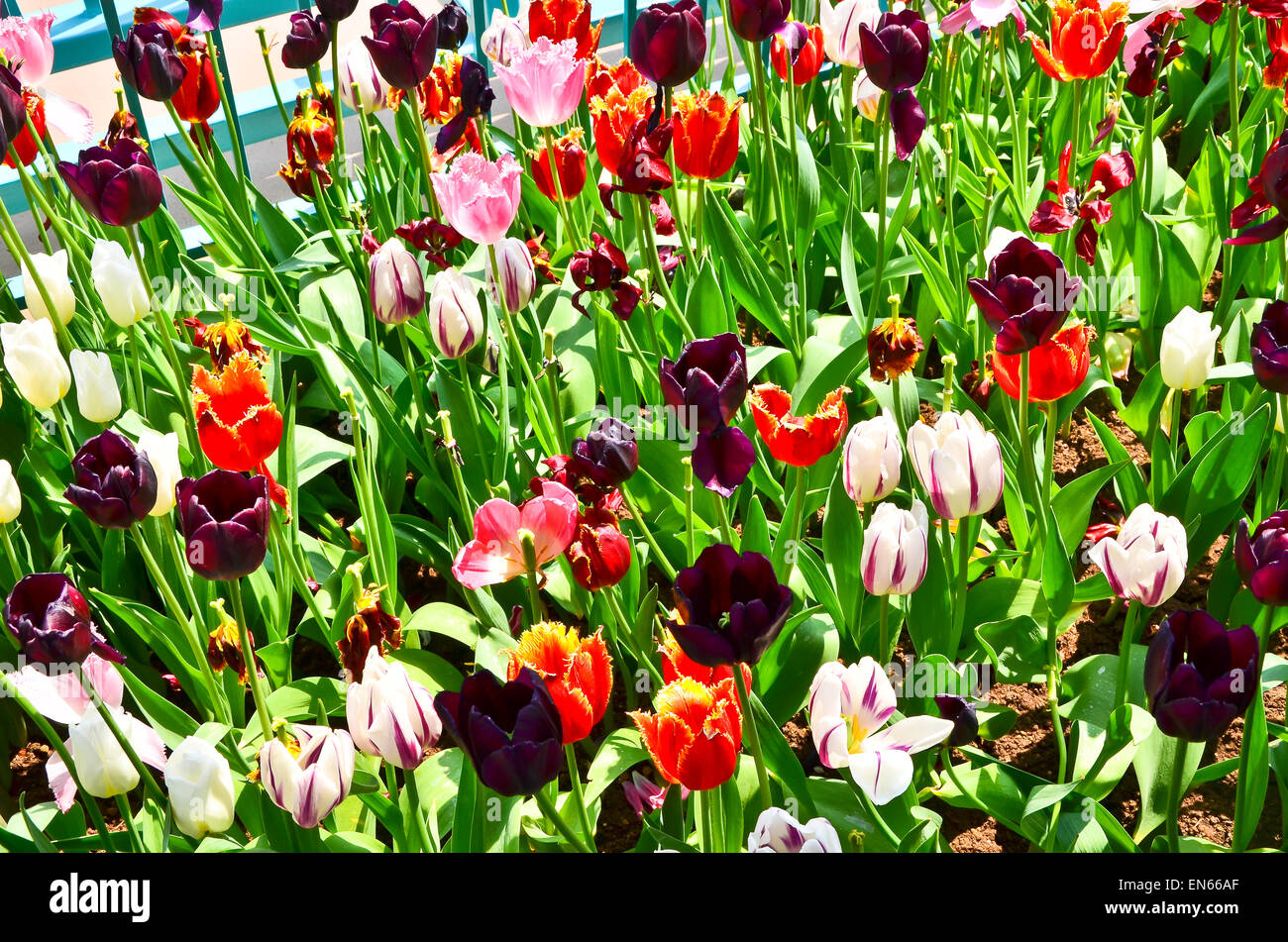 Colorful tulips in the park japan Stock Photo - Alamy