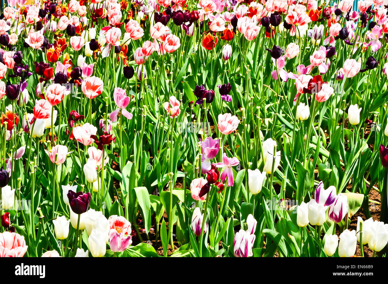 Colorful tulips in nature hi-res stock photography and images - Alamy