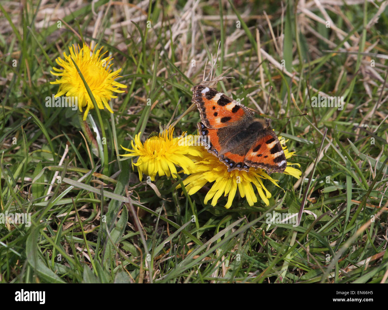 Small tortoiseshell butterfly hi-res stock photography and images - Alamy
