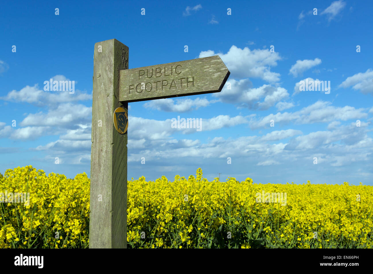Footpath sign and oilseed rape field in bloom on Norfolk Coastal ...