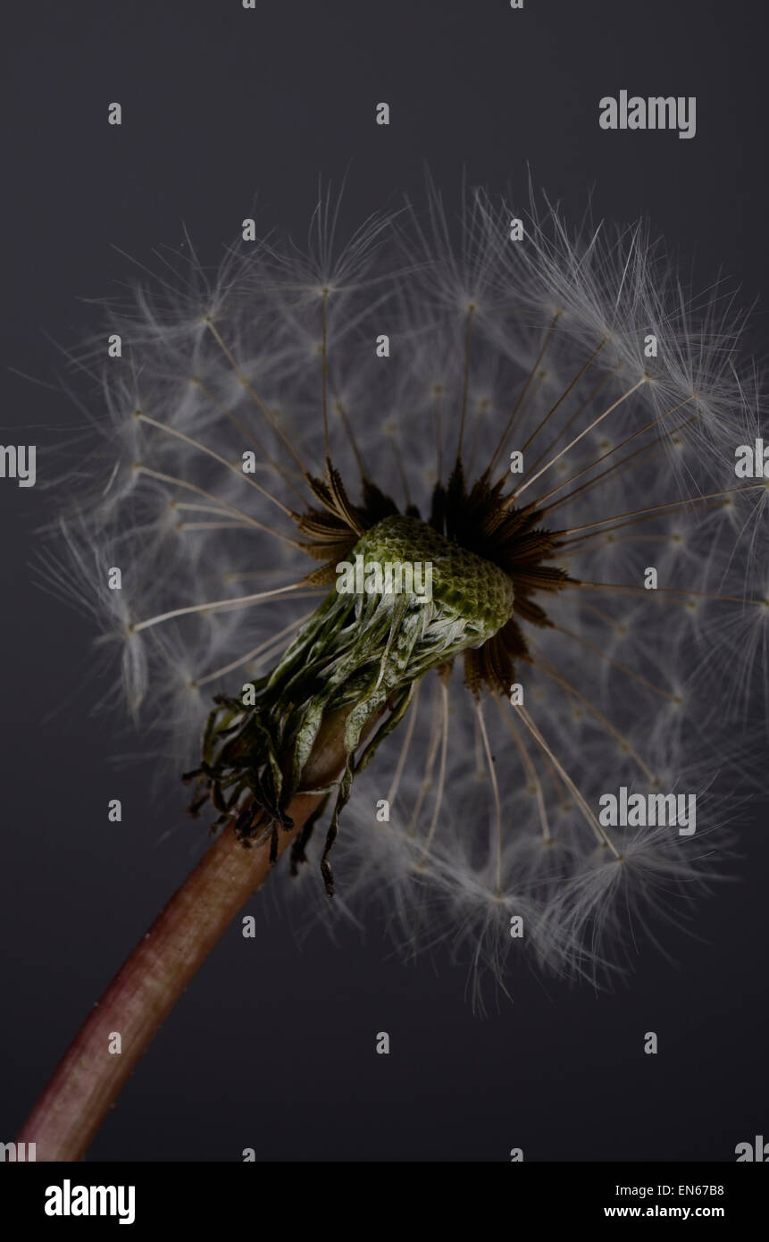 Dandelion flower on dark blue hi-res stock photography and images - Alamy
