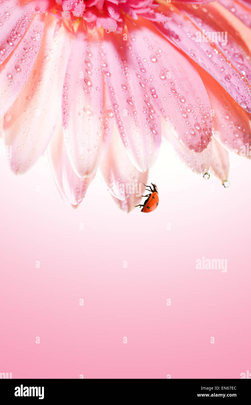 Ladybug on rose hi-res stock photography and images - Alamy