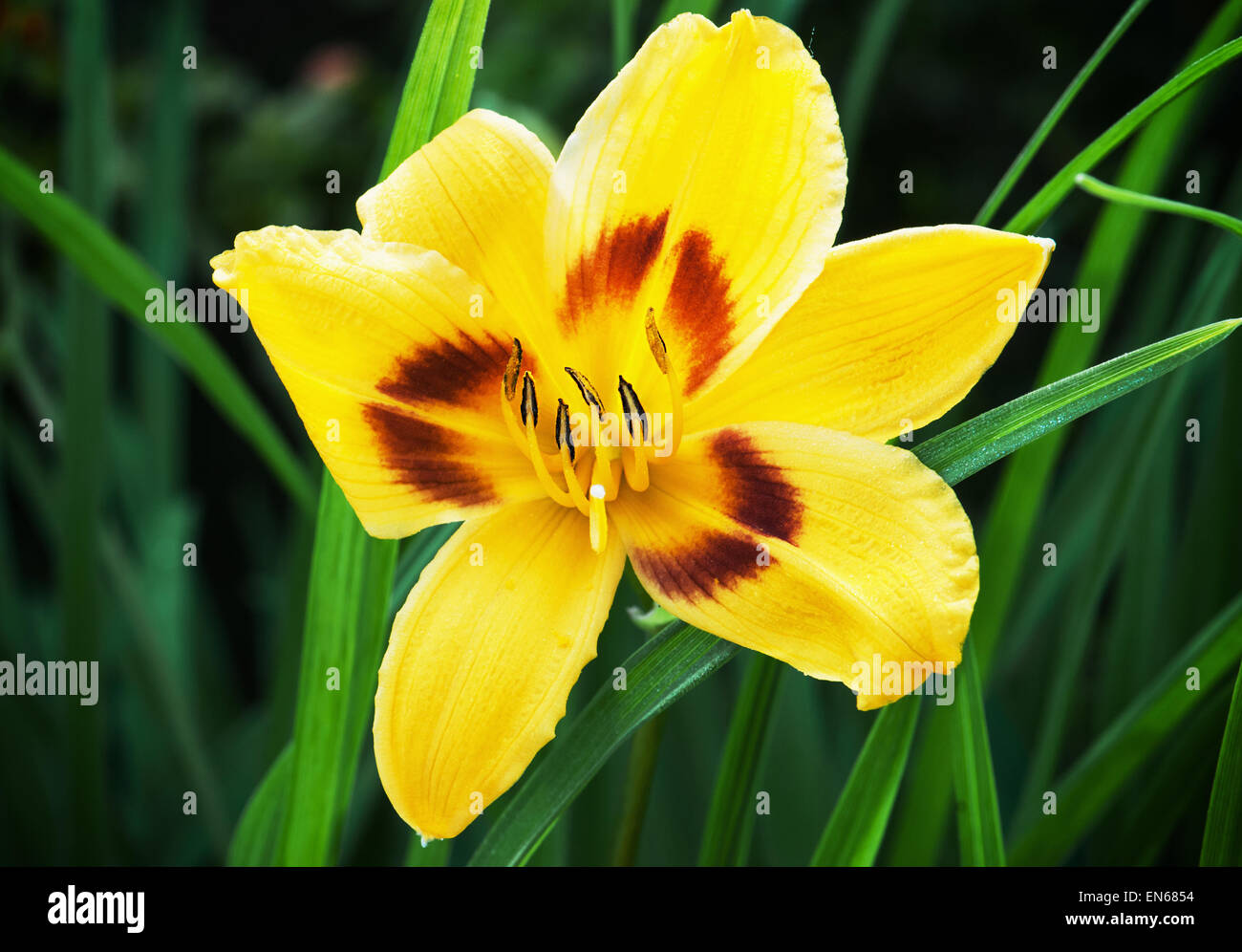 Beautiful yellow lily flower. Natural background Stock Photo - Alamy