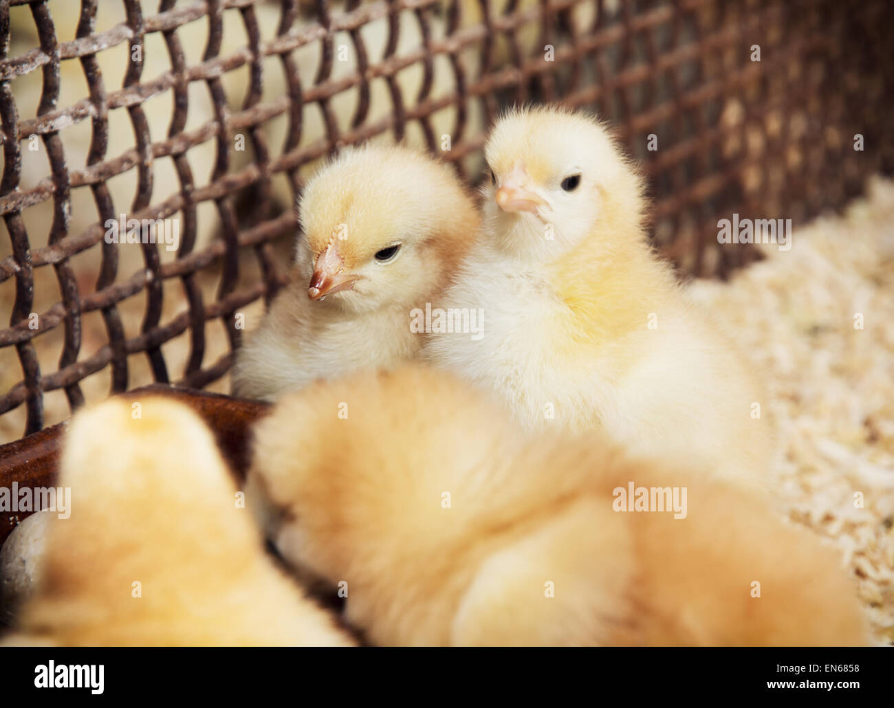 Rearing little yellow chicks. Poultry farming. Agricultural theme Stock ...