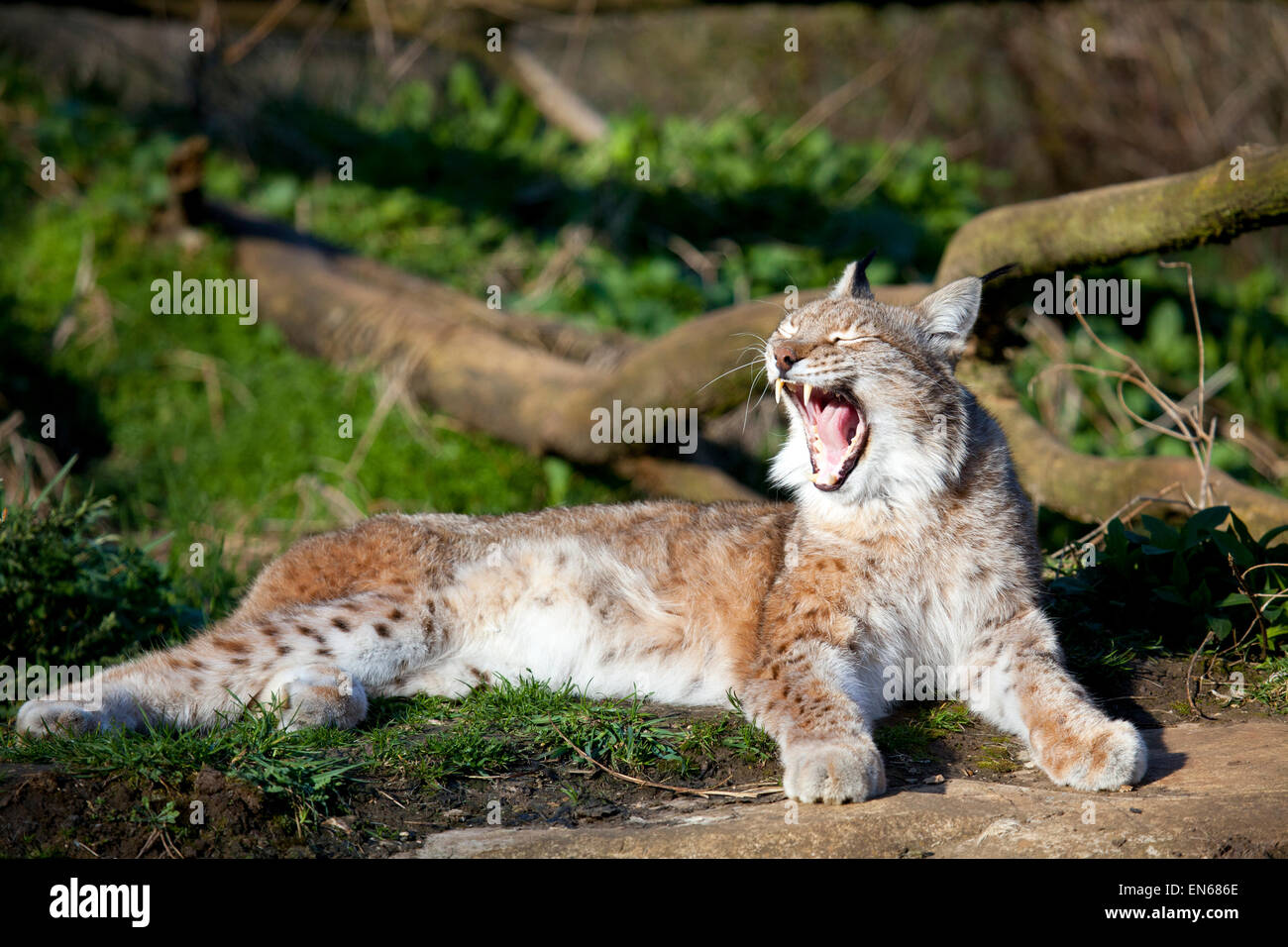 A single European Lynx yawning in the sun Stock Photo - Alamy